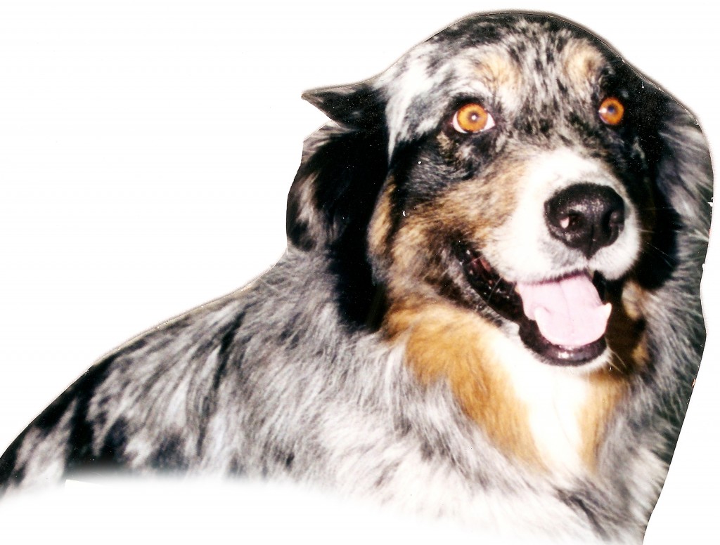 Perlis Picks: Cisco, Former Mascot at Tobin James Cellars – Eve’s Wine ...